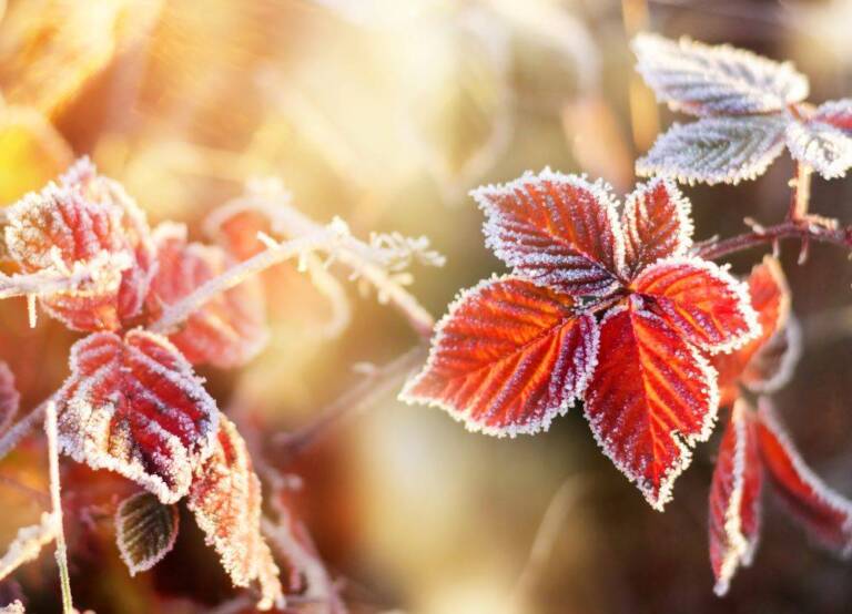 Hoar Frost vs. Rime Ice: What’s the Difference? | Climavision