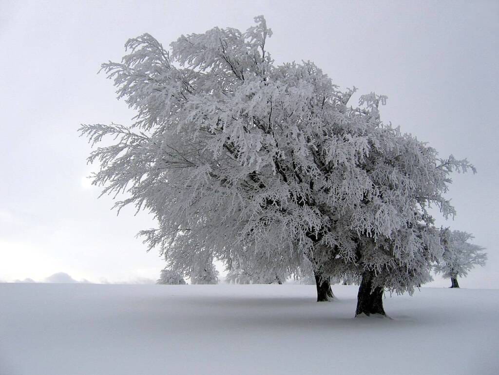 Hoar Frost vs. Rime Ice: What’s the Difference? | Climavision